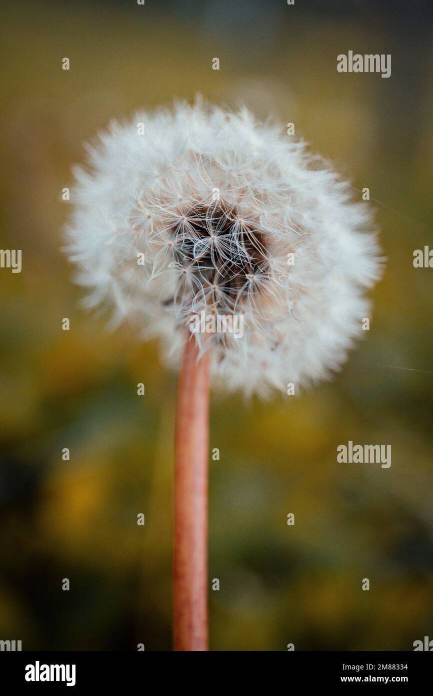 A vertical shot of a ripe dandelion flower in a field against a blurred ...