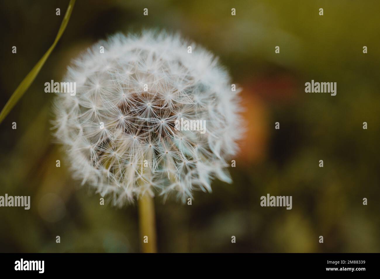 A closeup shot of a ripe dandelion flower in a field against a blurred ...