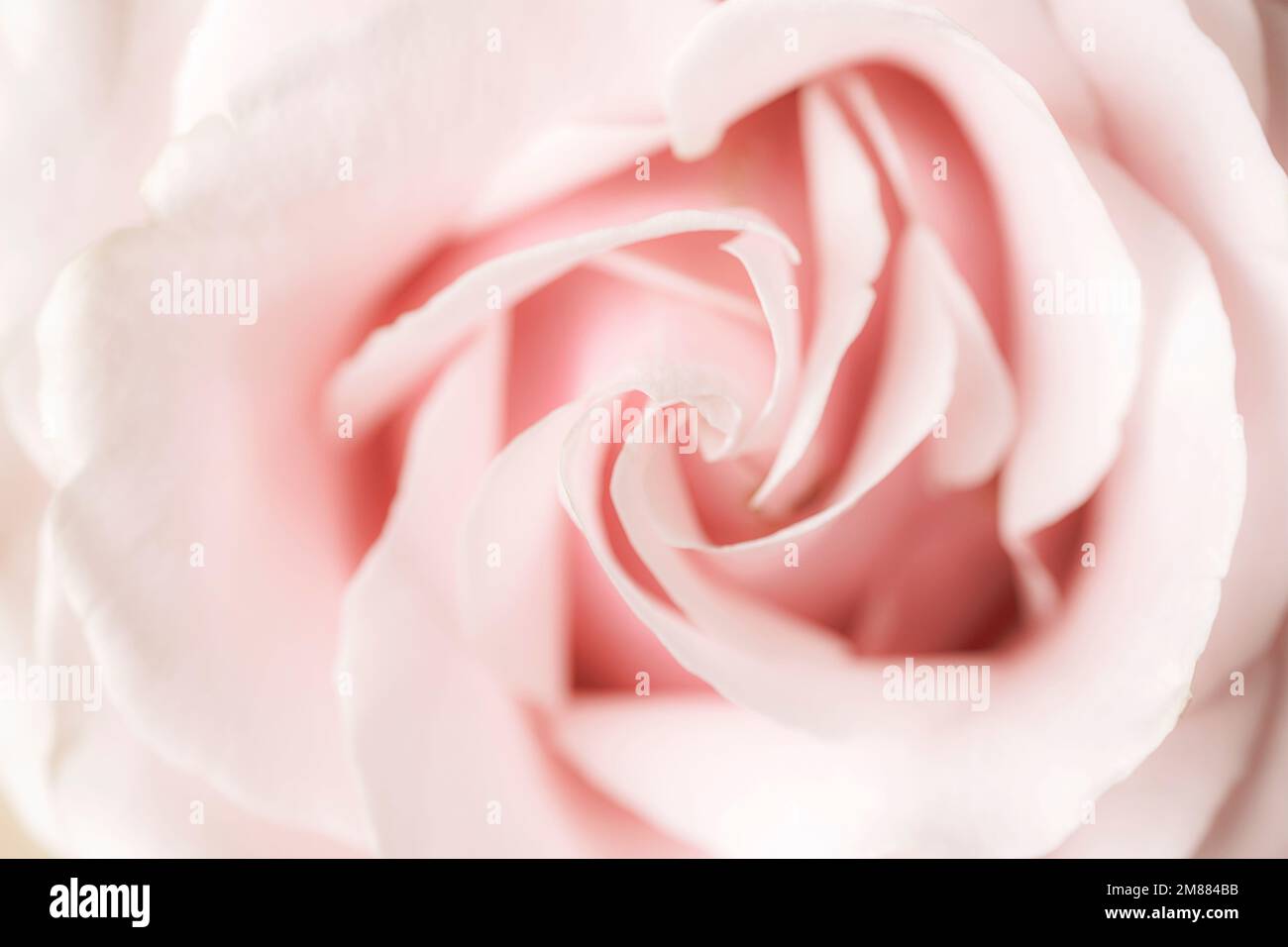 Closeup of light pink rose. Background, texture Stock Photo - Alamy