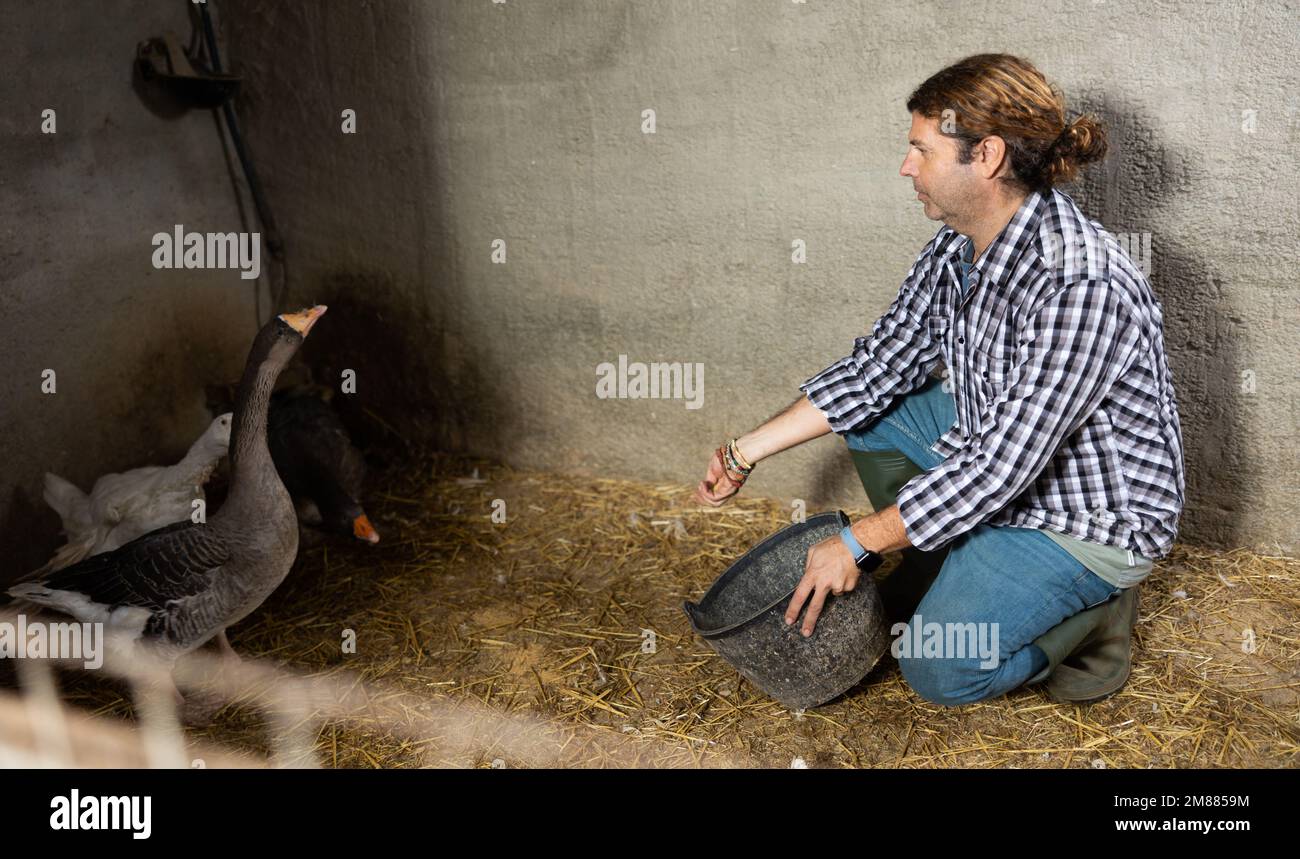 Middle aged farmer feeding geese Stock Photo - Alamy