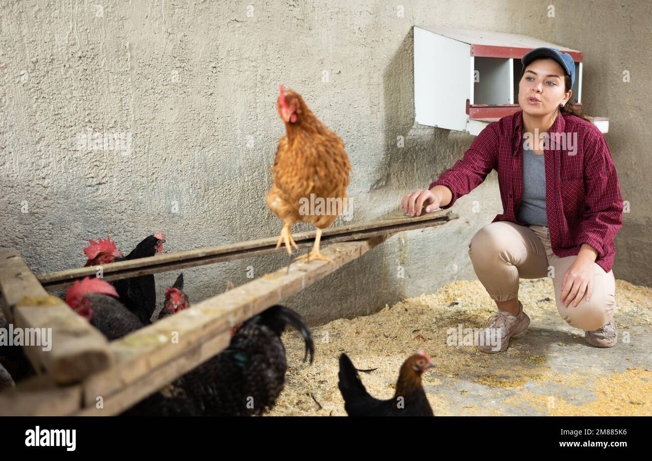 Young woman feeding hens in chicken coop Stock Photo - Alamy