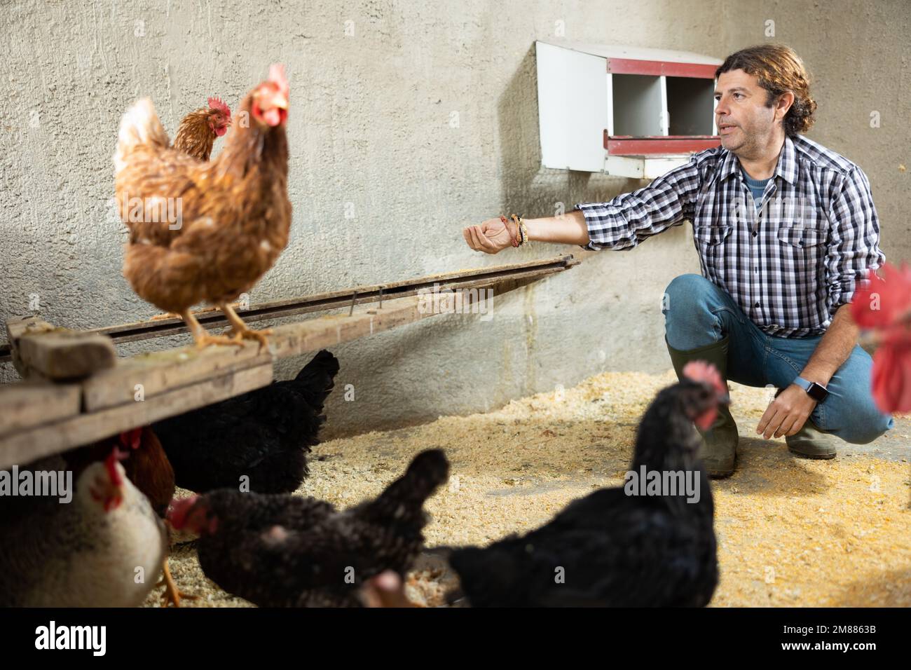 Male farmer feeding bird in the backyard of village house Stock Photo ...