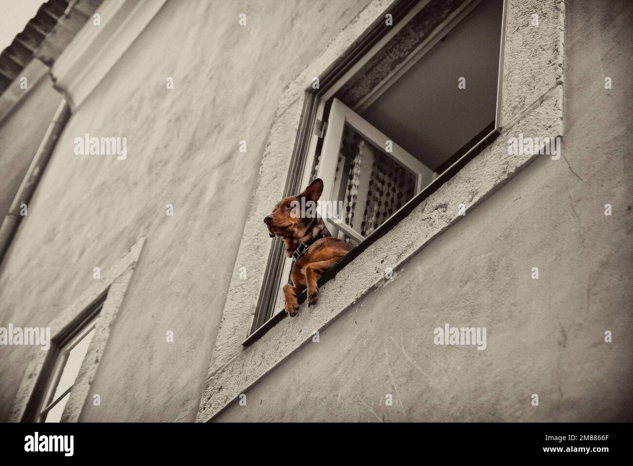 A dog looks out of a portuguese window Stock Photo - Alamy