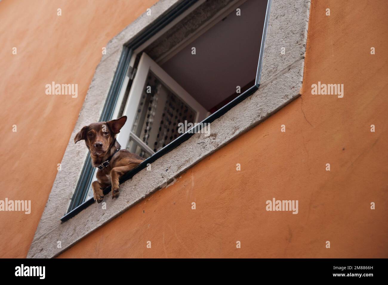 Dog looks out a window hi-res stock photography and images - Alamy