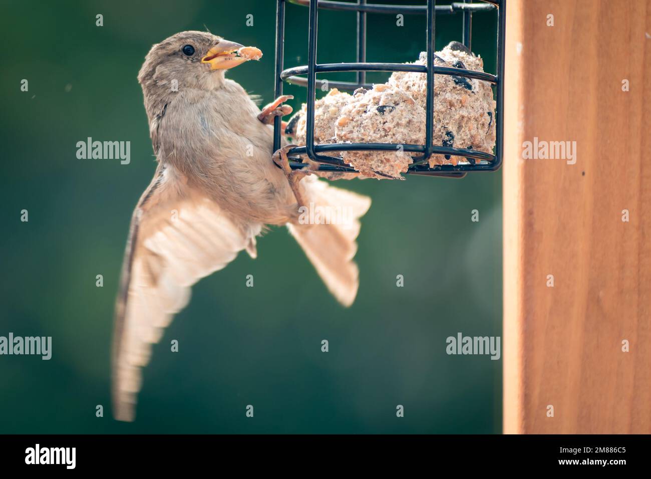 Female house sparrow fluttering and flying in on fat suet ball feeder ...