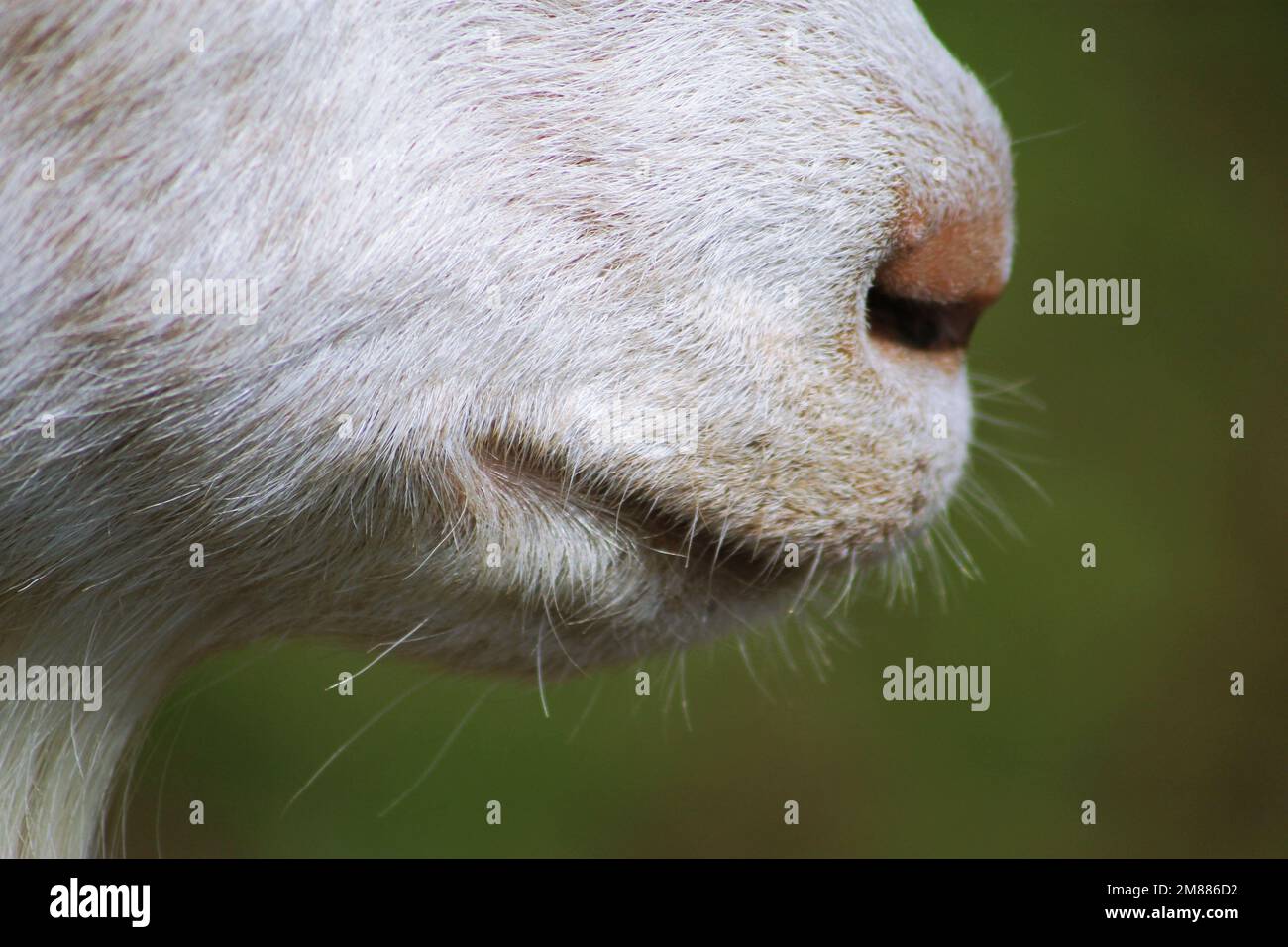 A closeup of the hairy mouth and nose of a goat on a blurred green ...