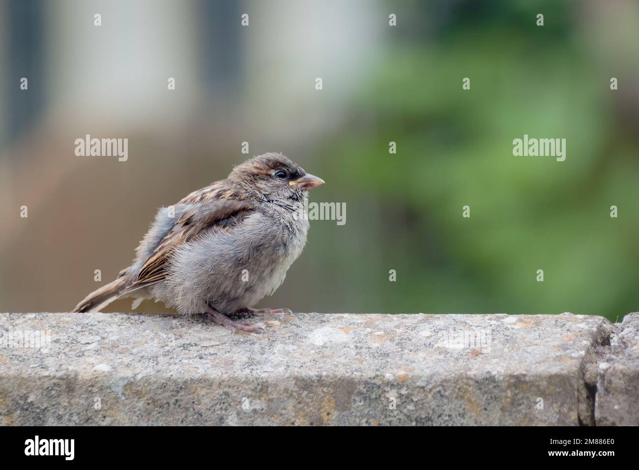 Fluffed up garden bird hi-res stock photography and images - Alamy