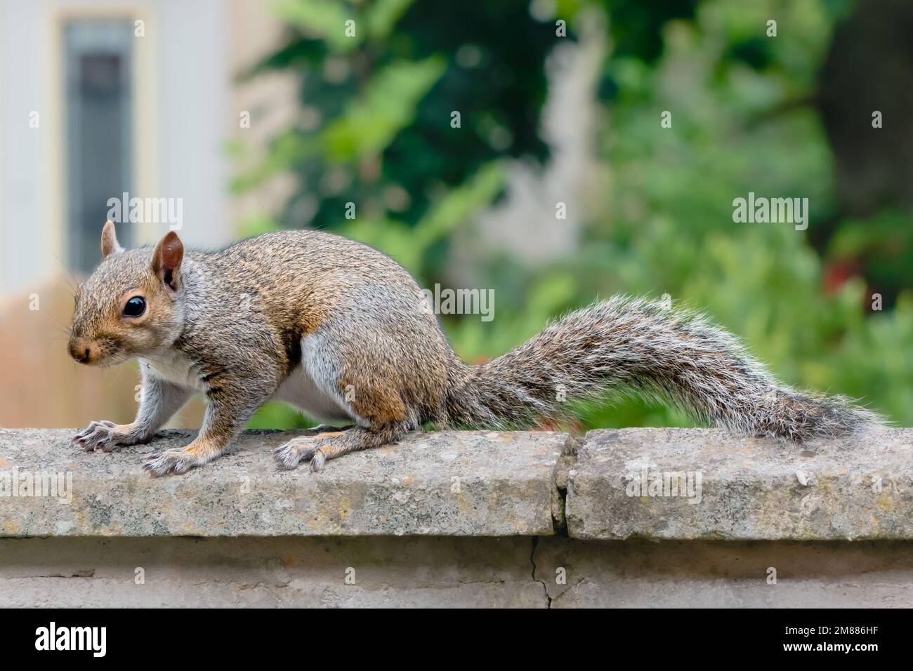 Camera to watch wildlife hi-res stock photography and images - Alamy