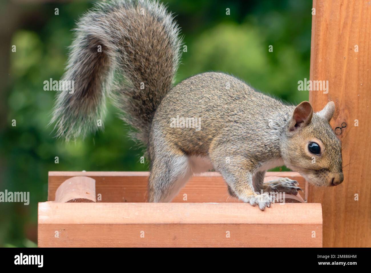 Wooden bird table hi-res stock photography and images - Alamy