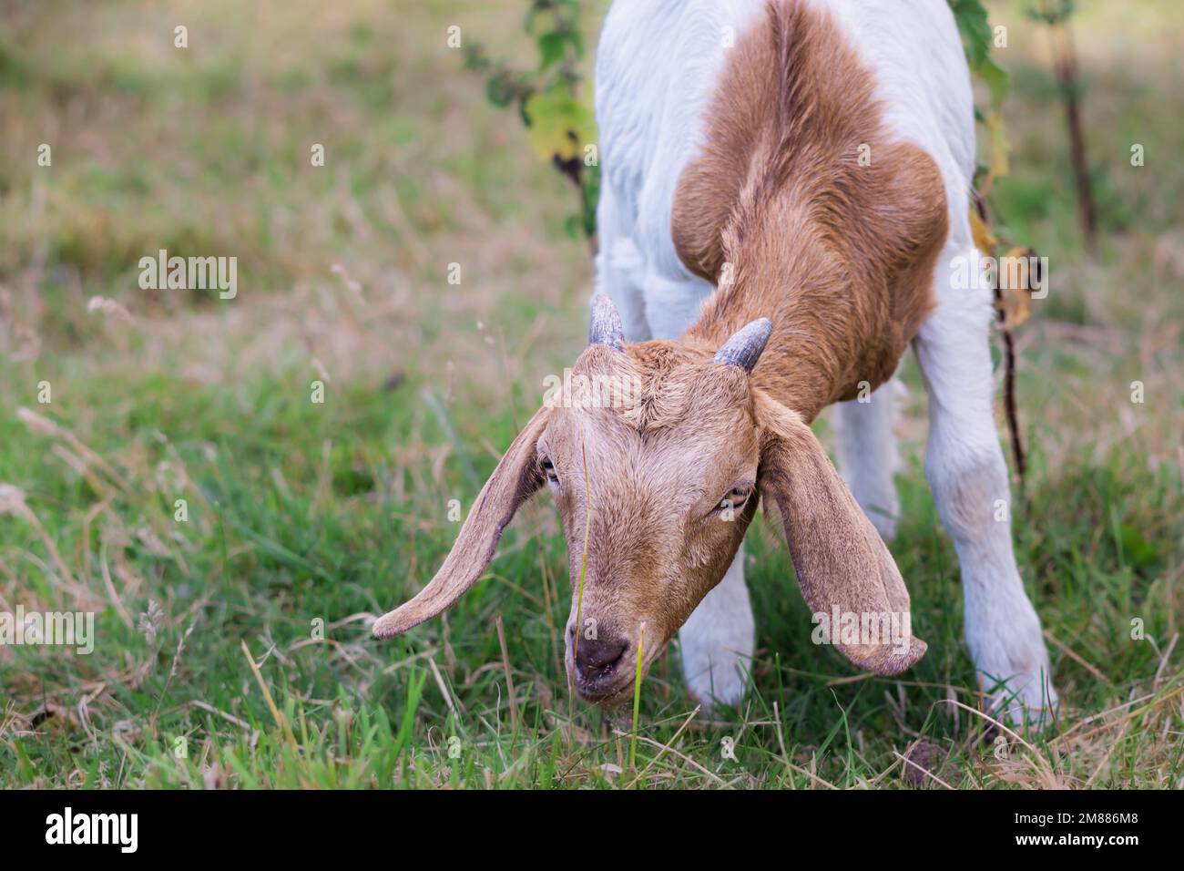 Short horns hi-res stock photography and images - Alamy