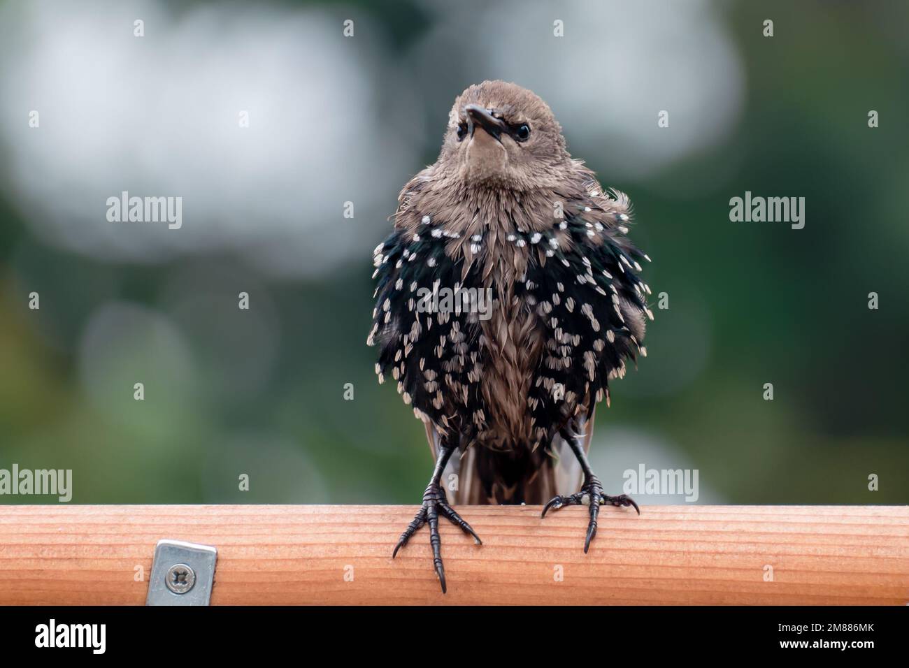 Juvenile starling hi-res stock photography and images - Alamy