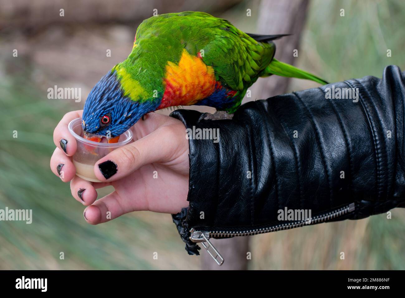 A rainbow lorikeet feeding from nectar pot held in person's hand Stock ...