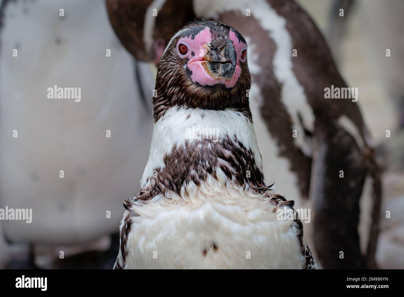 Penguin face hi-res stock photography and images - Alamy