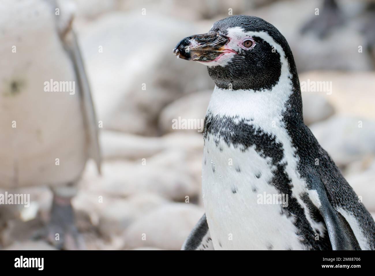 Solo penguin hi-res stock photography and images - Alamy