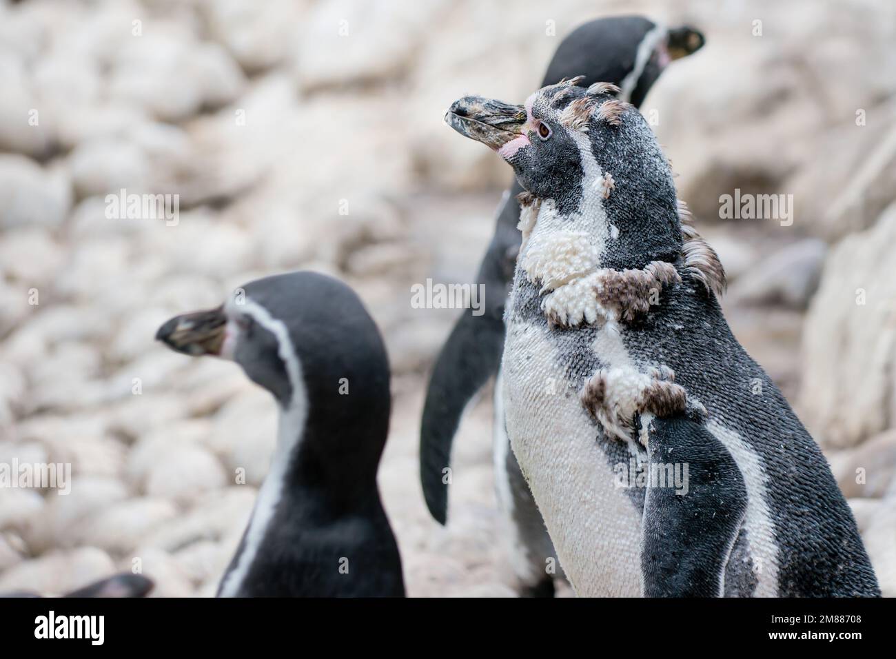 Humboldt penguin during annual moult showing scruffy mix of feathers ...