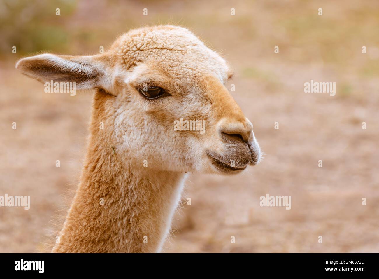 Alpaca ancestor hi-res stock photography and images - Alamy