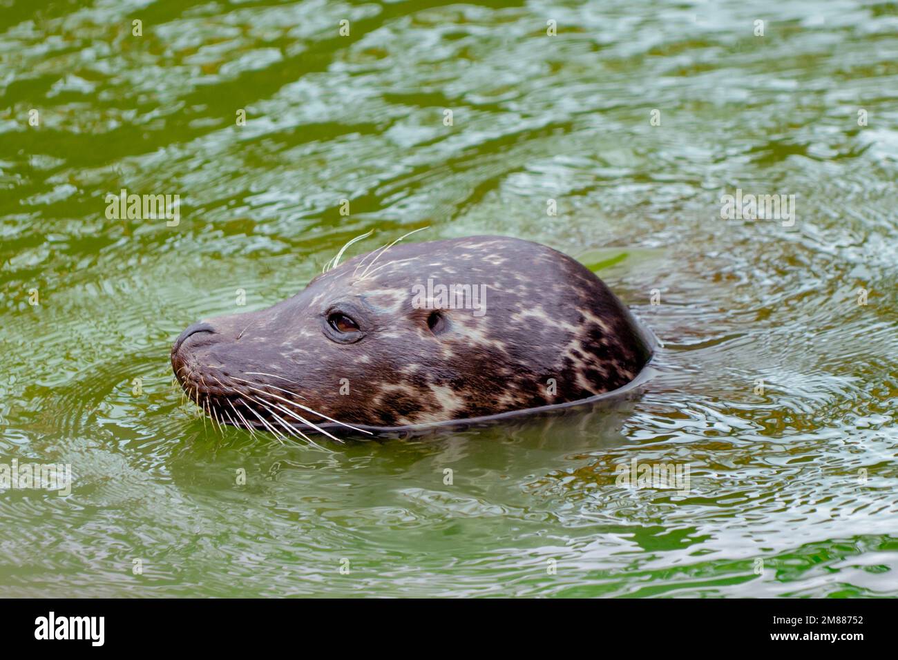 Headshot close-up of a common harbour seal swimming in water Stock ...