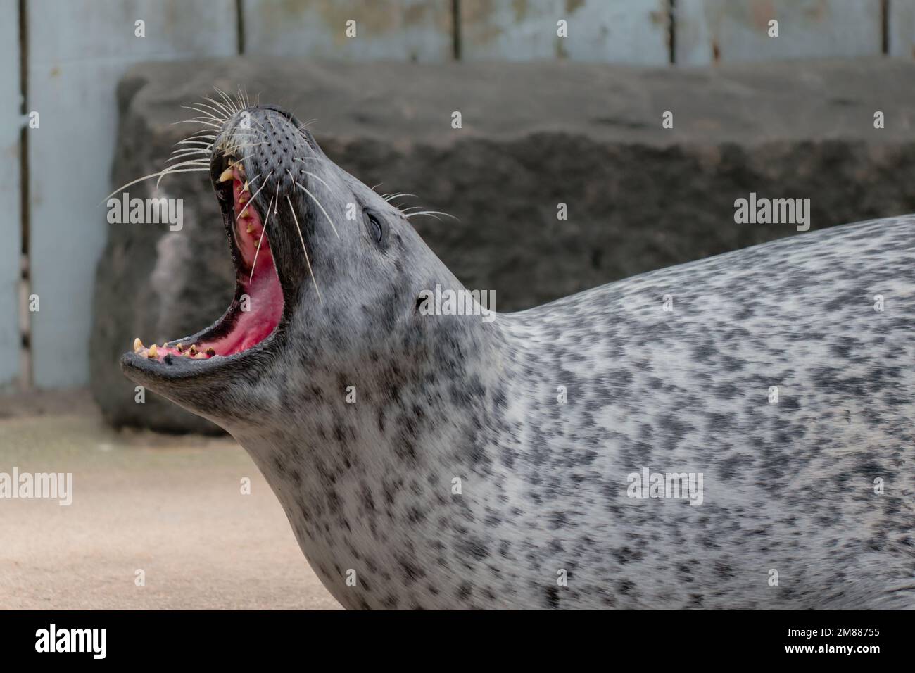 Close up of a common harbour seal with mouth wide open on land Stock ...
