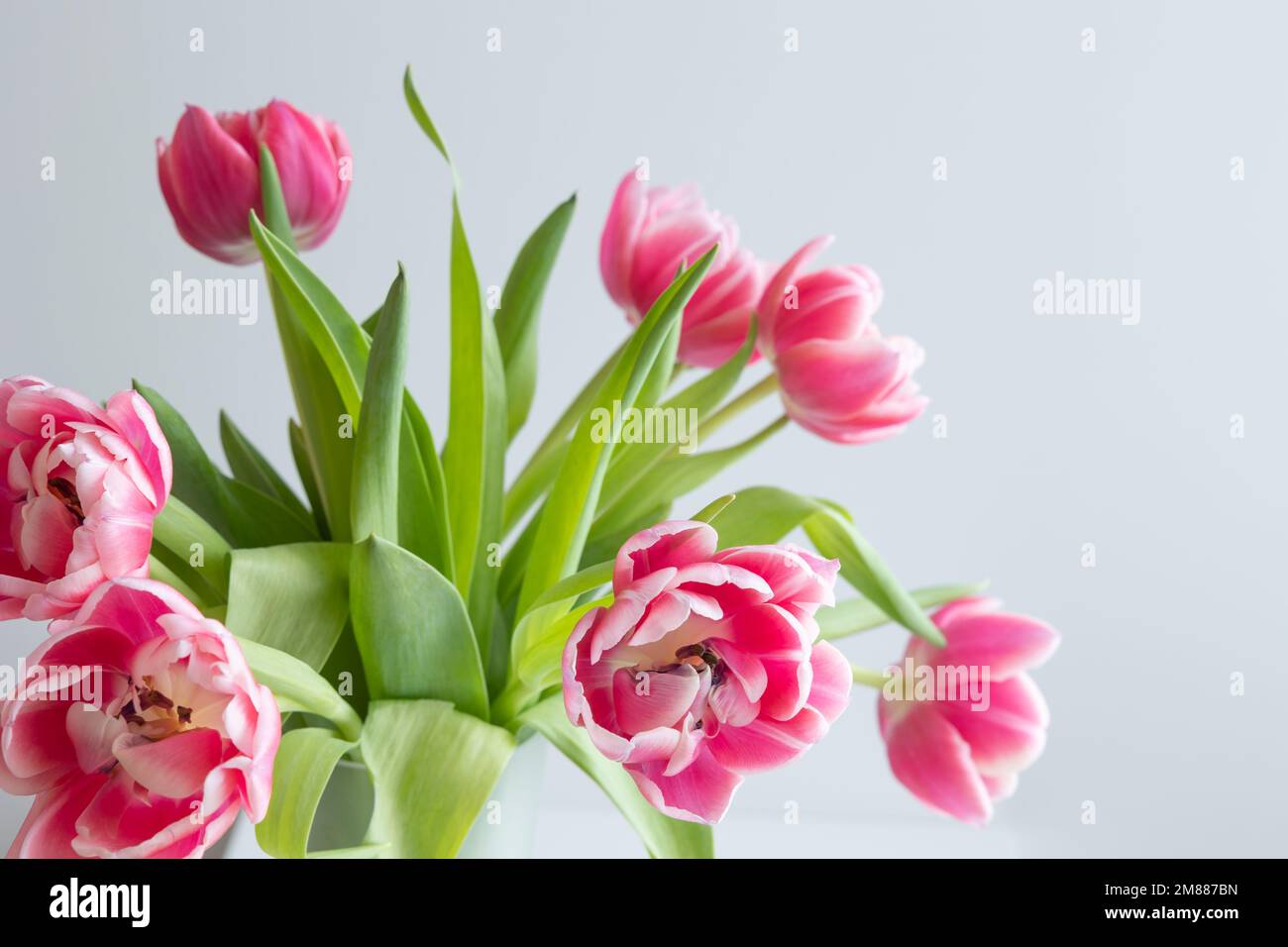 Fresh bouquet of pink tulips in a clear glass vase against a white ...