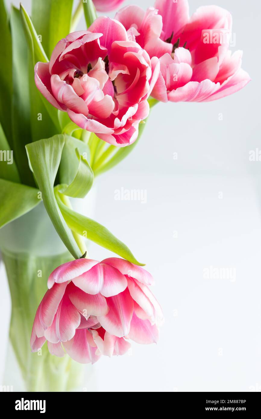 Fresh bouquet of pink tulips in a clear glass vase against a white ...