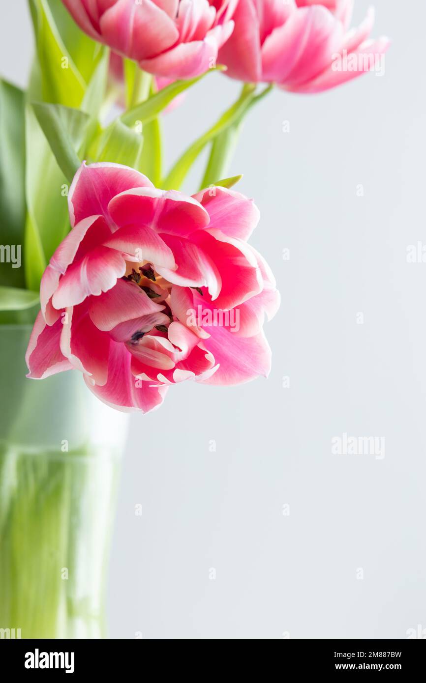 Fresh bouquet of pink tulips in a clear glass vase against a white ...