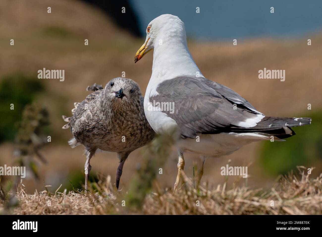 Juvenile cycle hi-res stock photography and images - Alamy