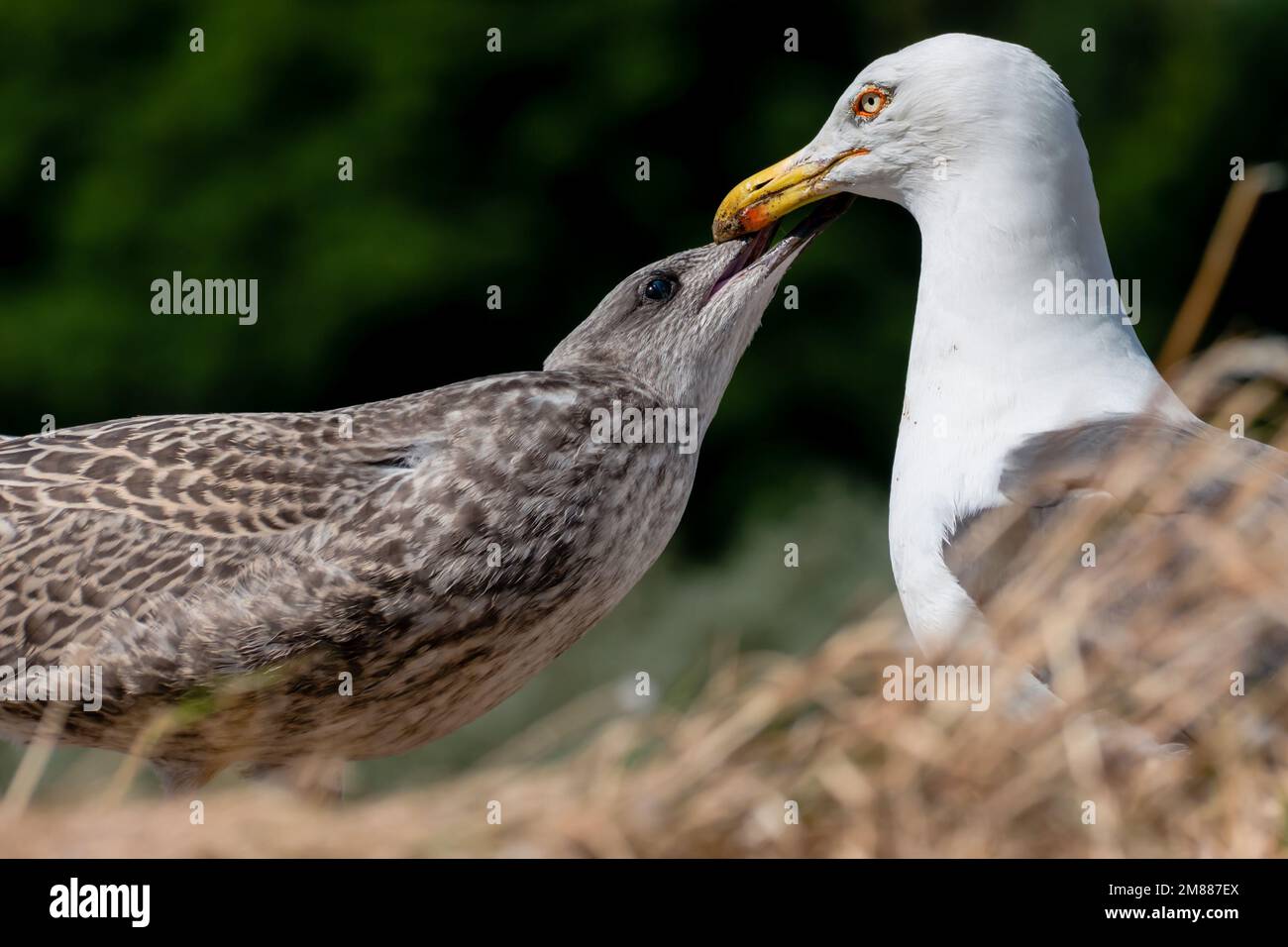 Juvenile cycle hi-res stock photography and images - Alamy