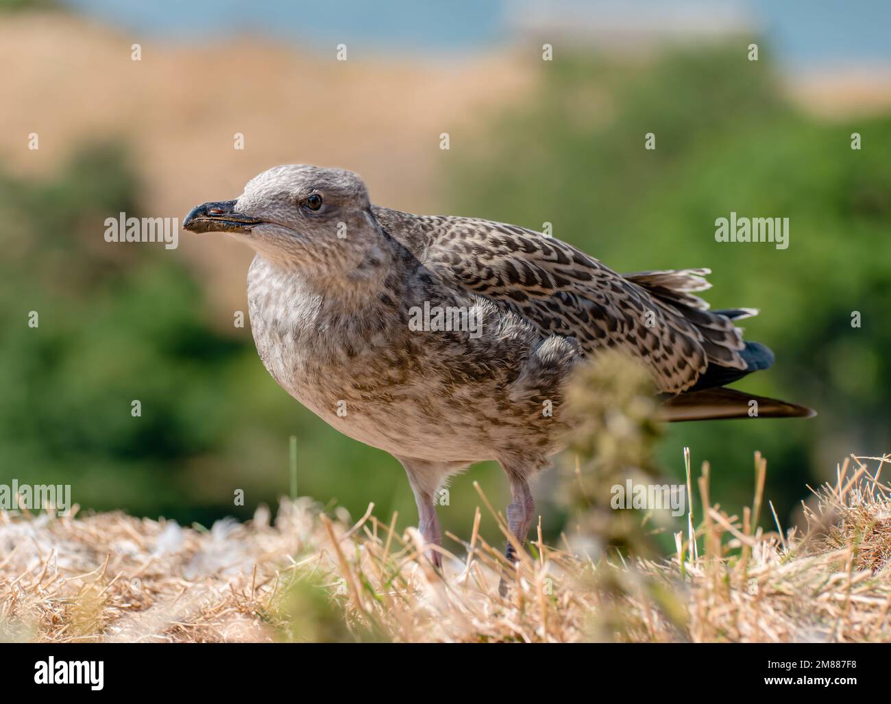 Juvenile gull in sun Stock Photo - Alamy