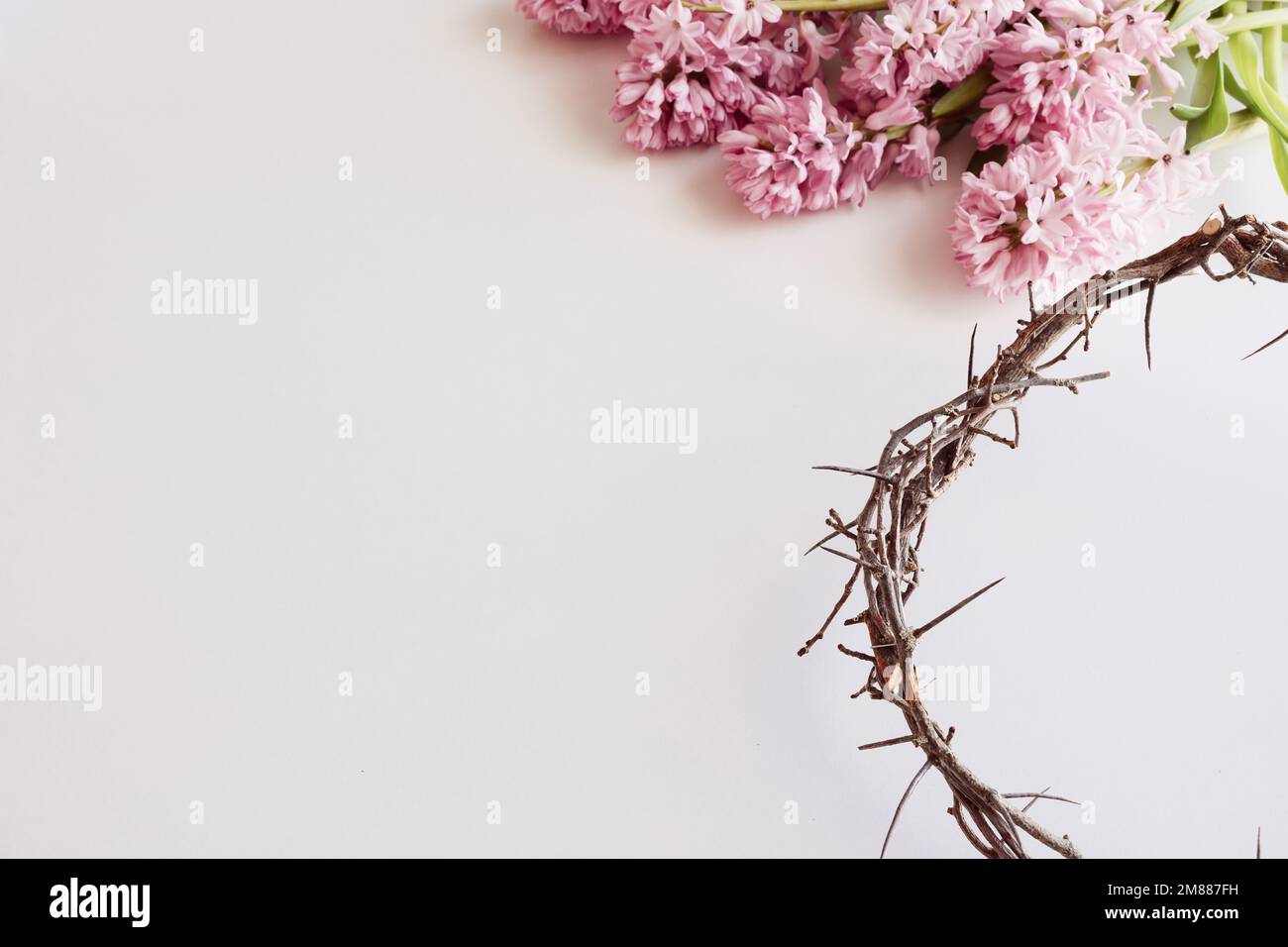 Crown of thorns and pink hyacinth flowers on a white background with ...