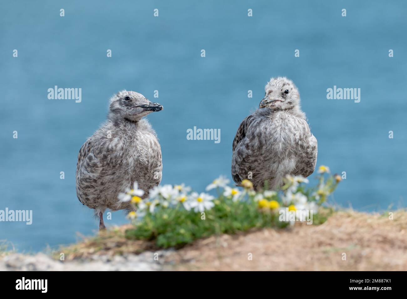Two fluffy fledgling gulls on cliff Stock Photo - Alamy
