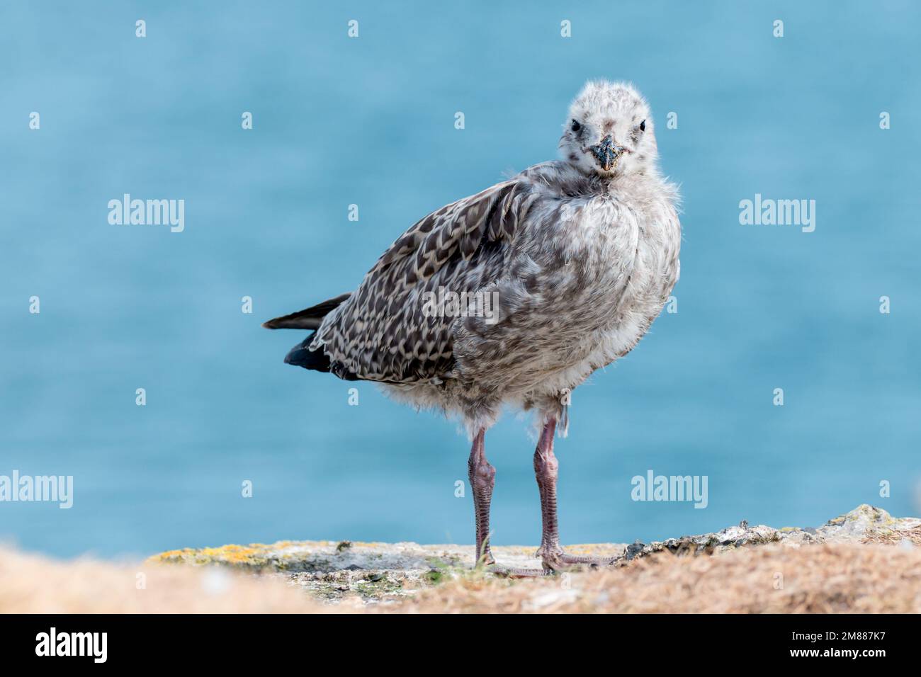 Fluffy fledgling gull on cliff Stock Photo - Alamy
