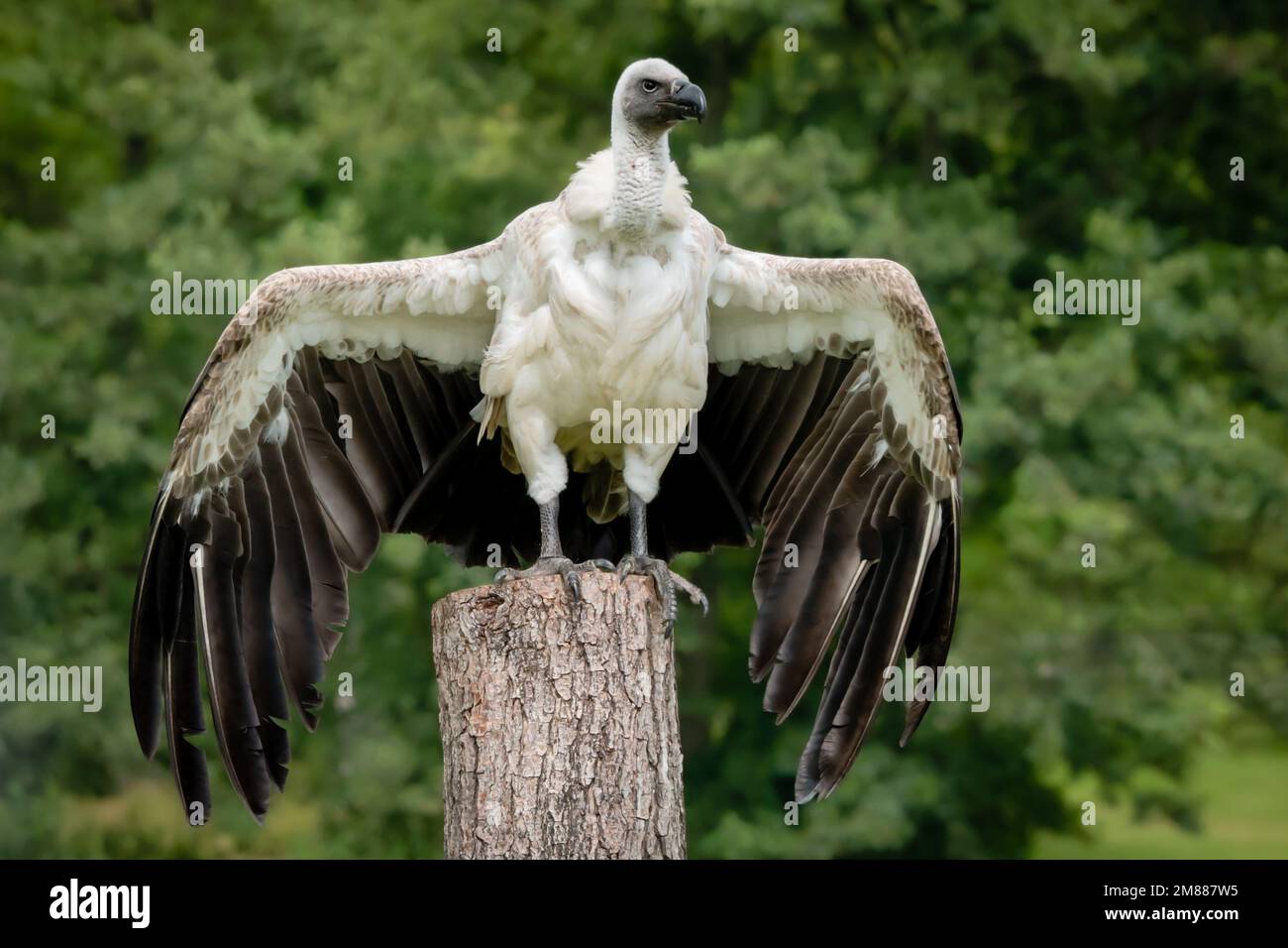 White backed vulture wings open hi-res stock photography and images - Alamy