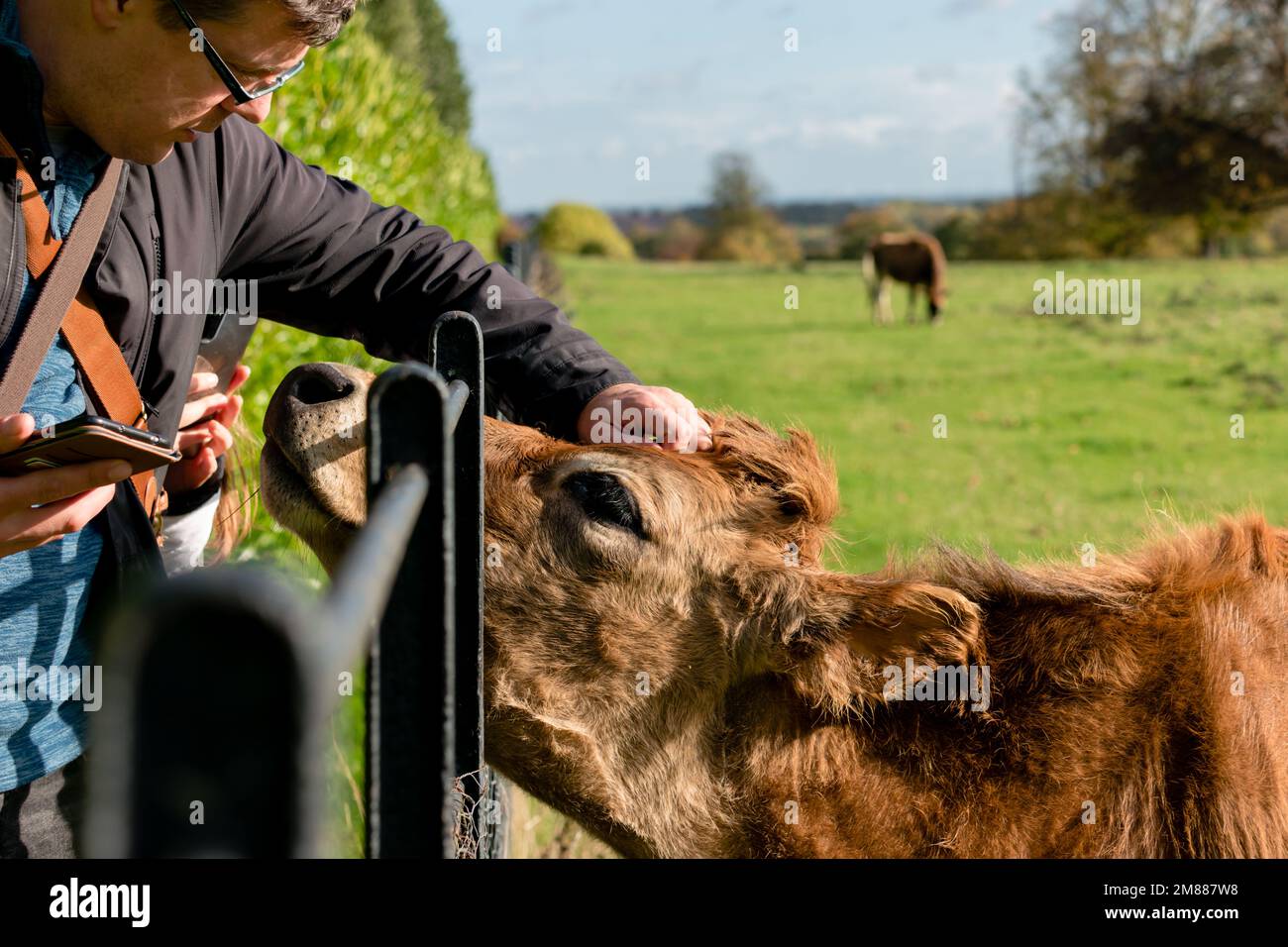 Human interaction with cow hi-res stock photography and images - Alamy