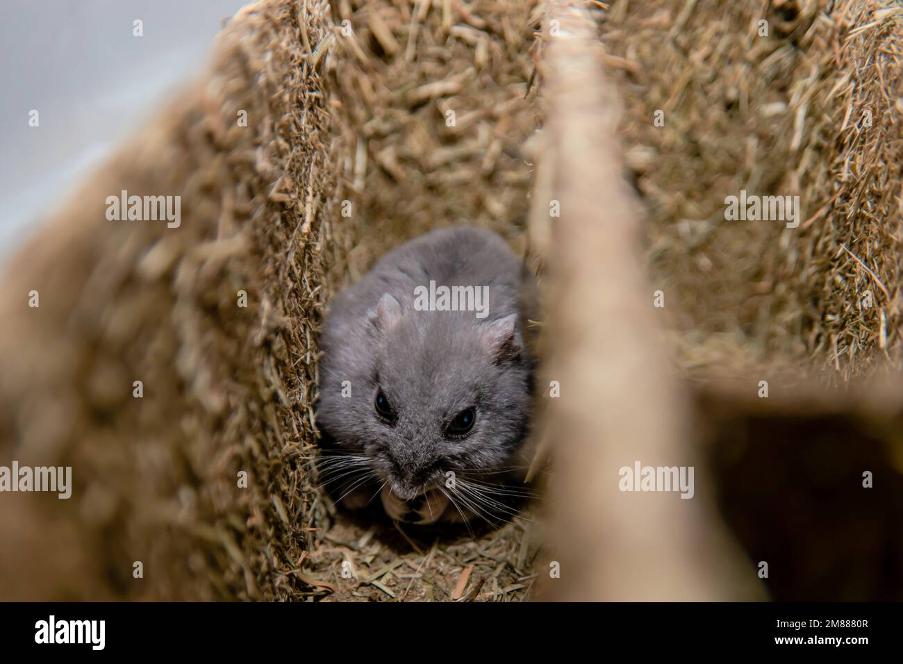 Sapphire steel blue-grey dwarf hamster eating and grooming in hay maze ...