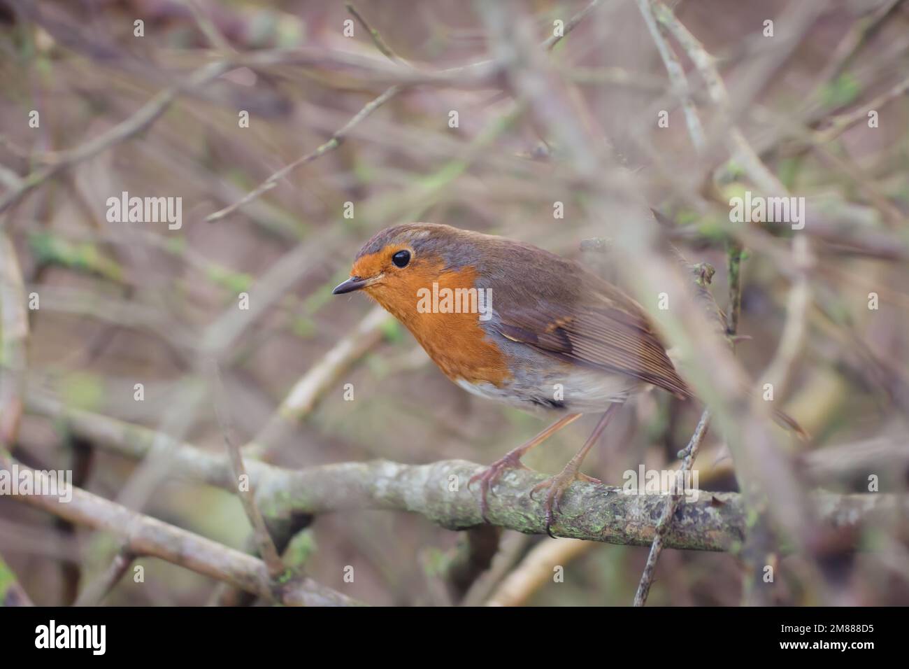 Robin redbreast in woodland hi-res stock photography and images - Alamy