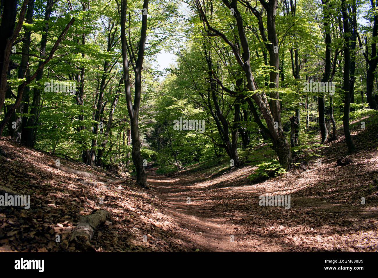 Green trees forest canopy over a soft brown leaf forest floor, light ...