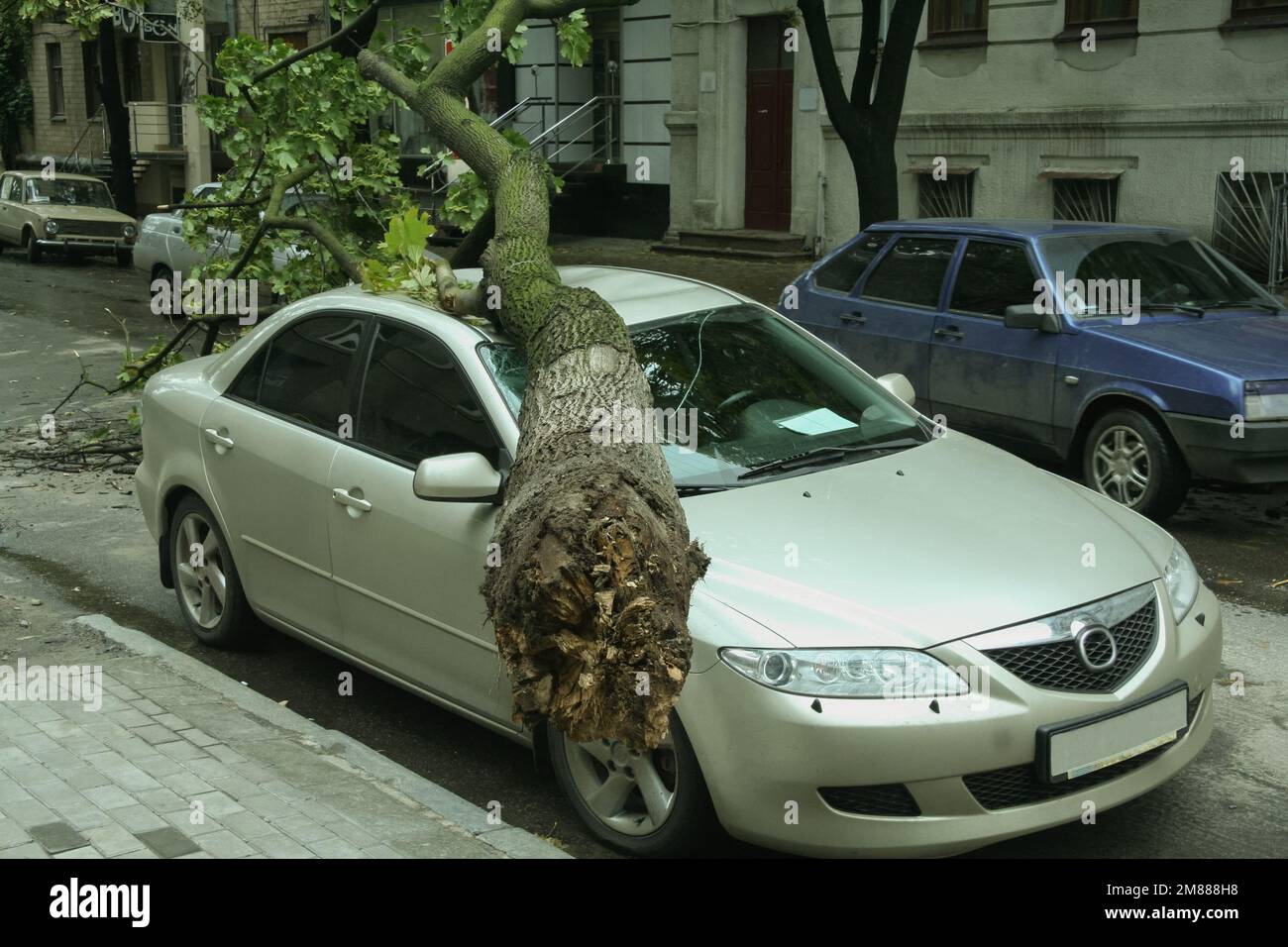 When a tree fell on their car hi-res stock photography and images - Alamy