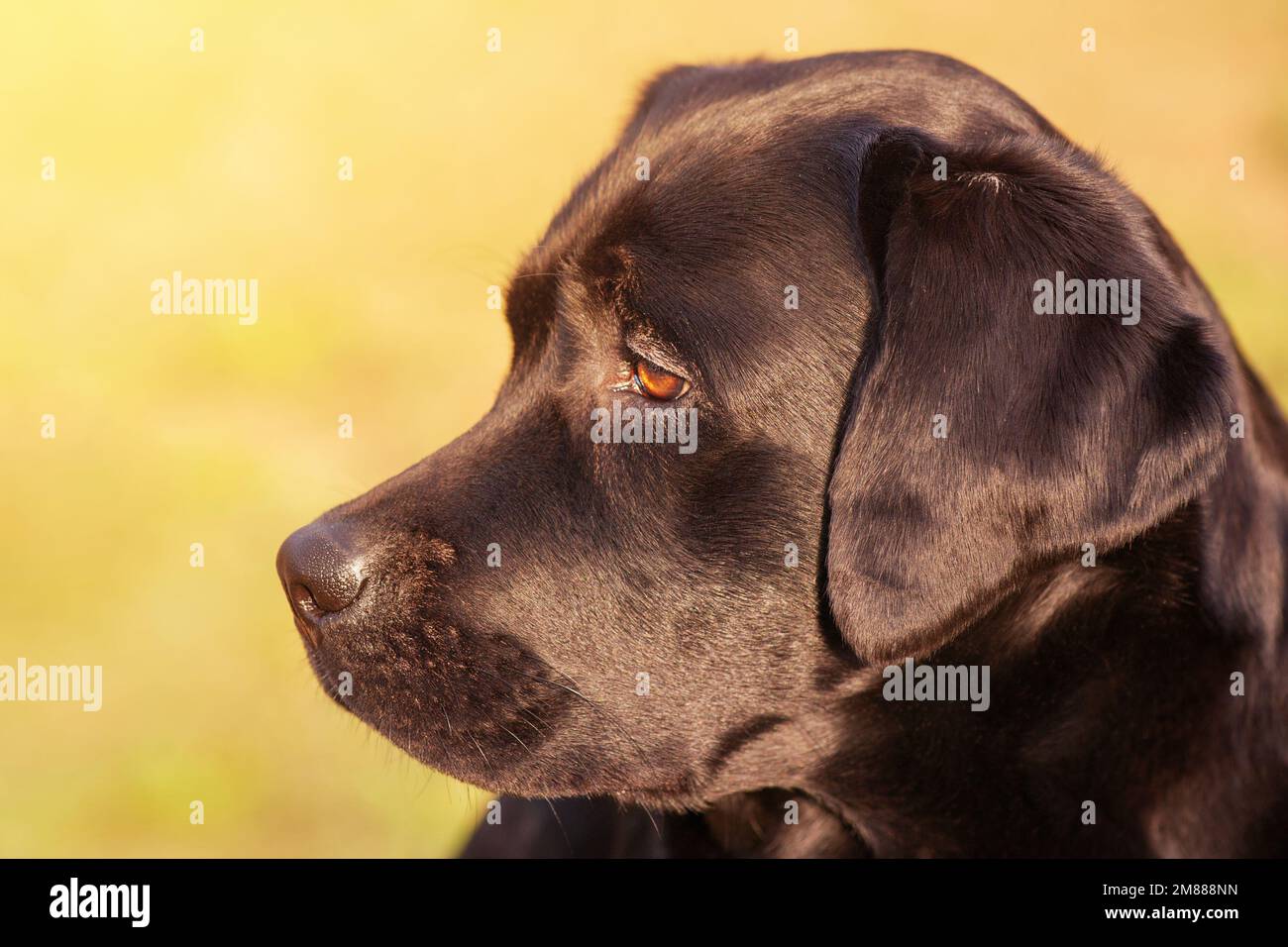 Beautiful young labrador dog. Profile of a labrador retriever dog on a ...