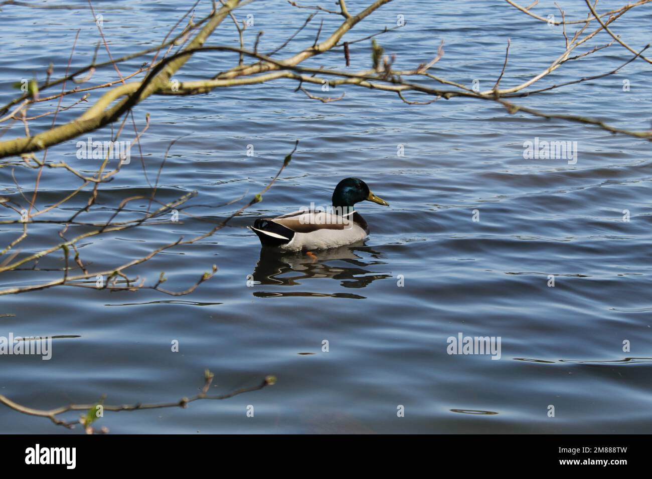 A cute little mallard drake swimming gracefully in a reflective blue ...