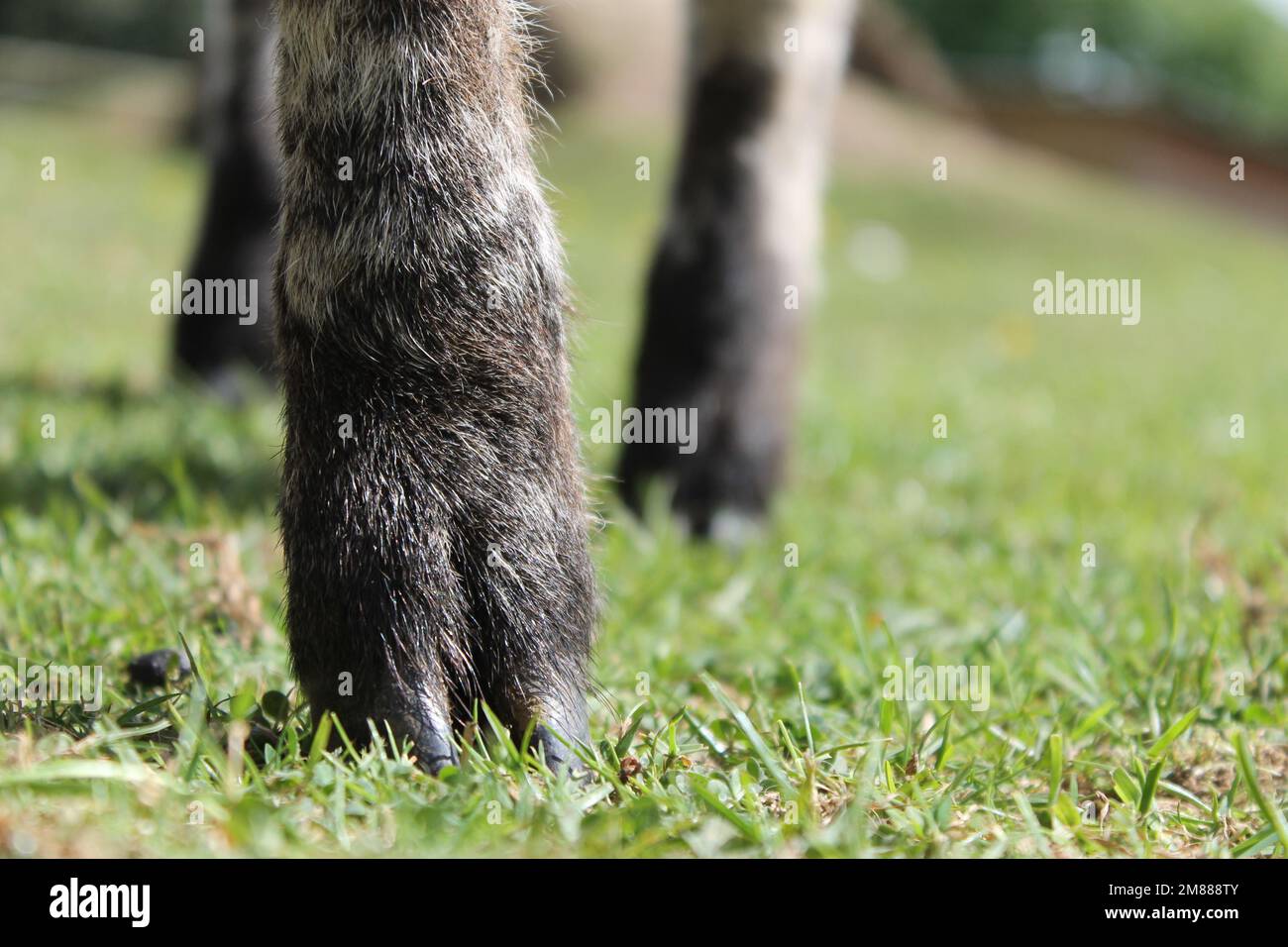 Goat legs hi-res stock photography and images - Alamy