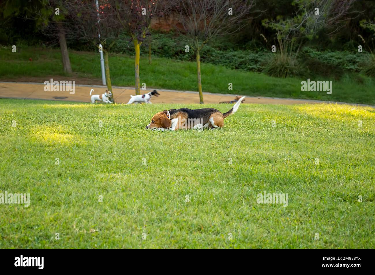 An adult beagle dog sitting and others plays and runs in a park an open ...