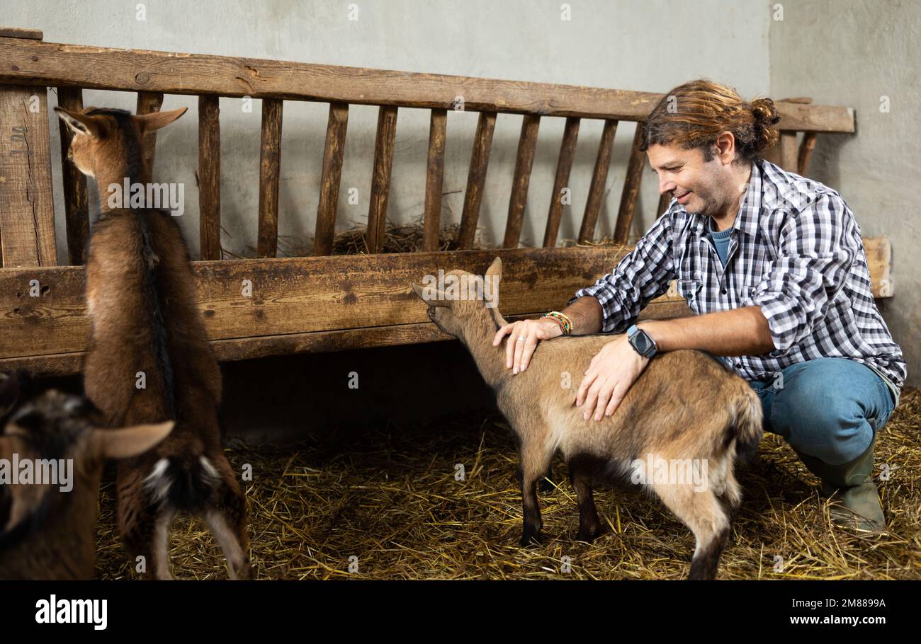 Male worker feeding goats at livestock farm Stock Photo - Alamy