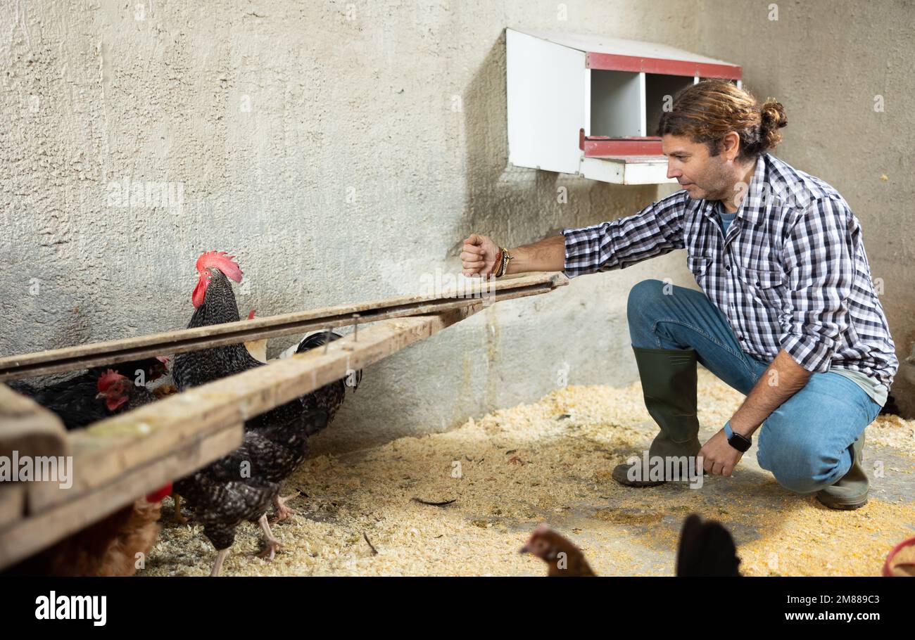 Middle aged european male farm worker hand-feeding hens Stock Photo - Alamy