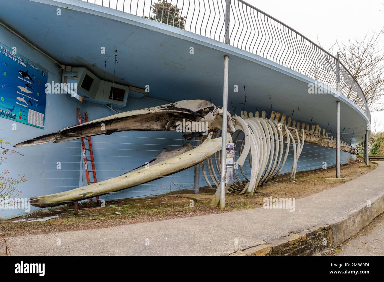 Skeleton of a Fin Whale (Balaenoptera physalus) in Kilbrittain, West ...