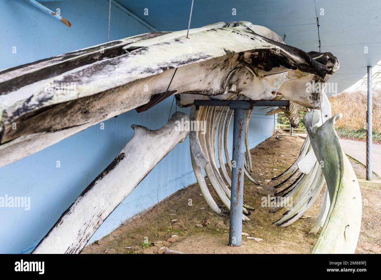 Fin whale hi-res stock photography and images - Alamy