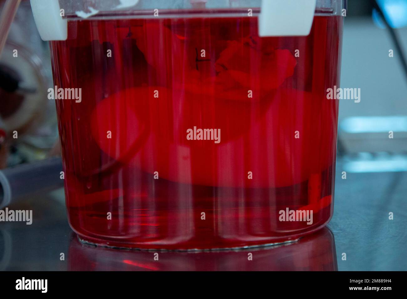 CORRECTS COMPANY NAME TO MIROMATRIX NOT MICROMATRIX - A pig kidney ...