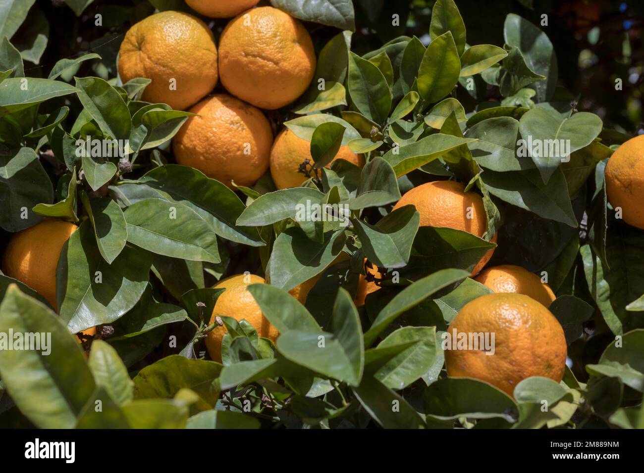 Ripe oranges on a branch, close-up. Summer background. Lemon garden ...