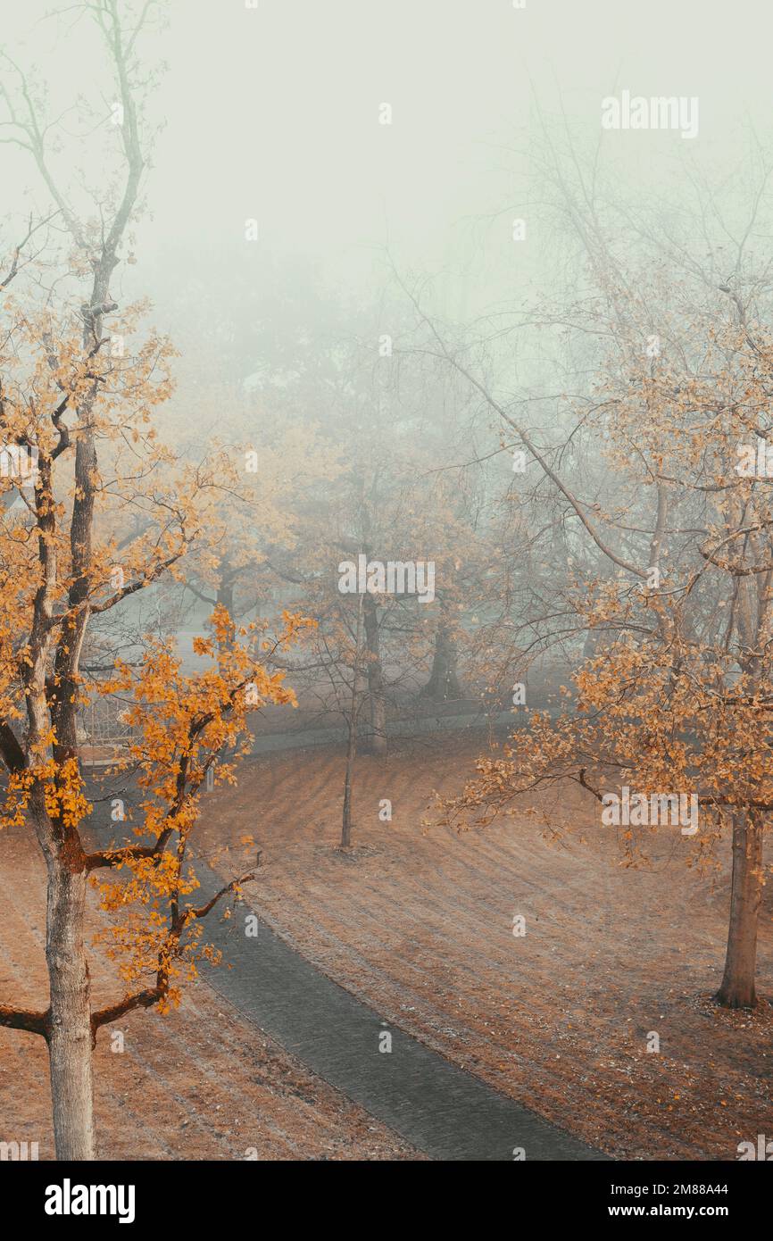 A beautiful view of tall trees with yellow leaves beside a path under a foggy sky on a cold ...