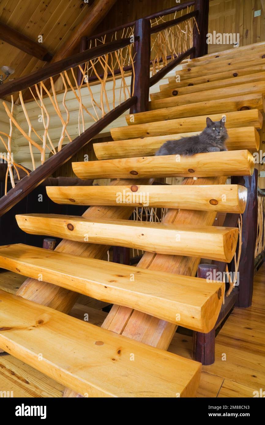 Grey cat resting on white pine wood stairs with cedar branch railings ...