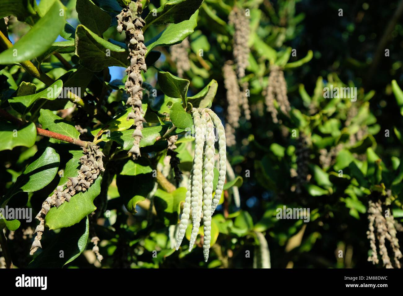 Low maintenance coastal plants hi-res stock photography and images - Alamy